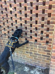 kent dog scent classes, tracking classes by K9 dog training