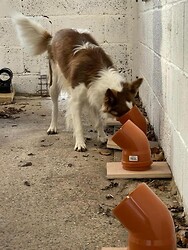 kent dog scent classes, tracking classes by K9 dog training